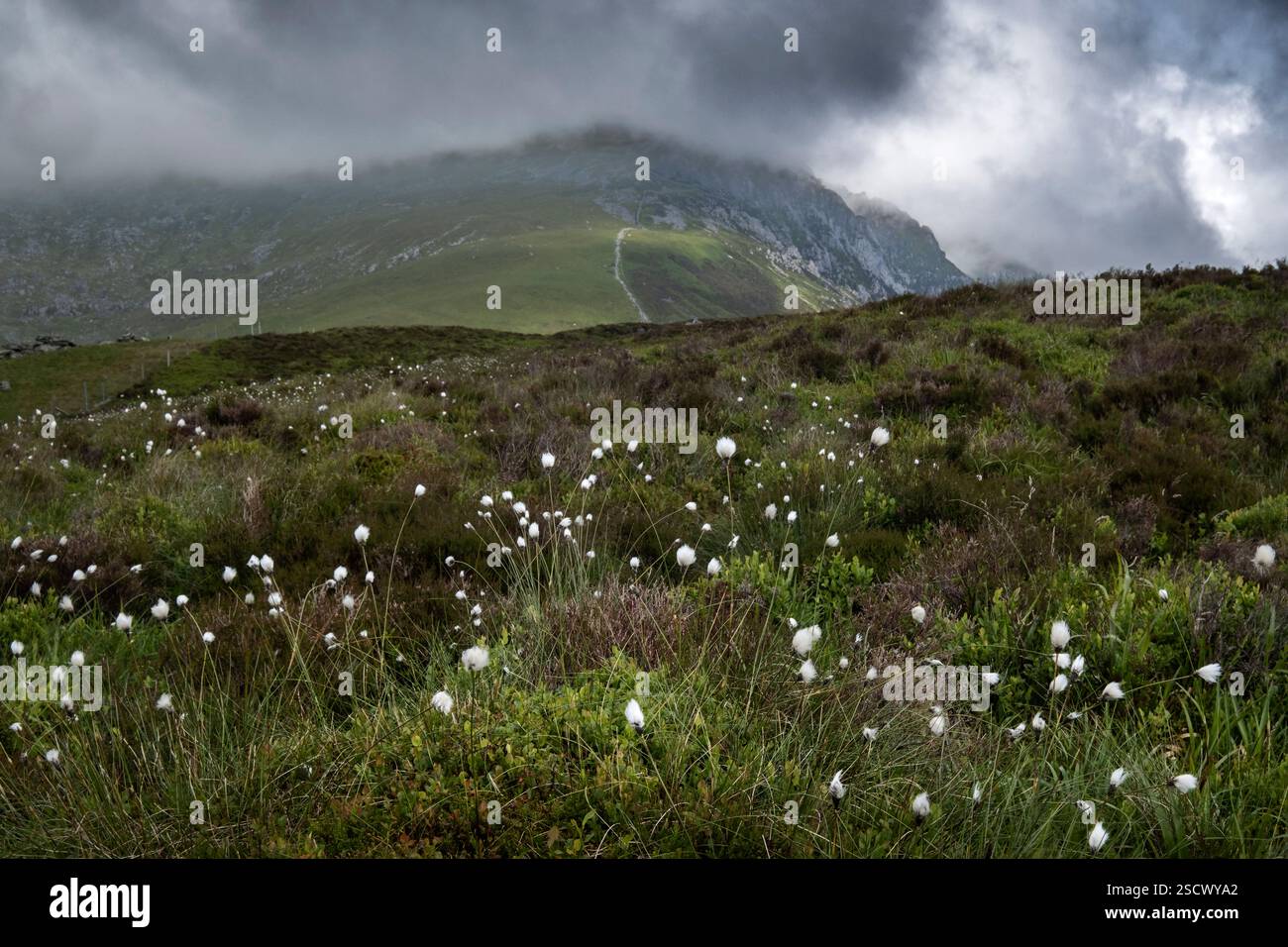 Harestail grass hi-res stock photography and images - Alamy