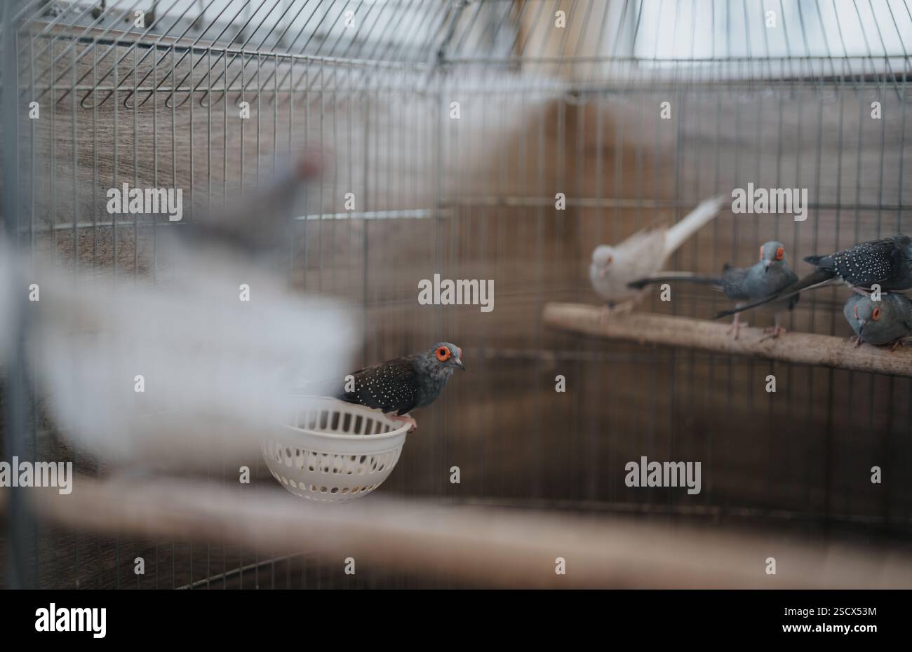 Colorful birds inside a cage showing natural wildlife behavior Stock ...