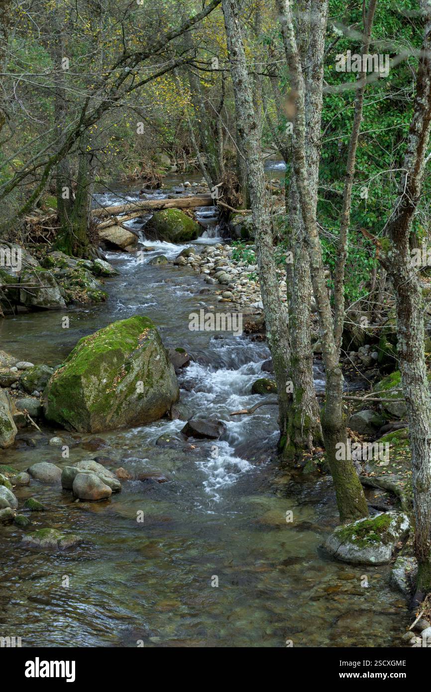 Rocks and logs in a fast-flowing mountain river with moss and vertical ...
