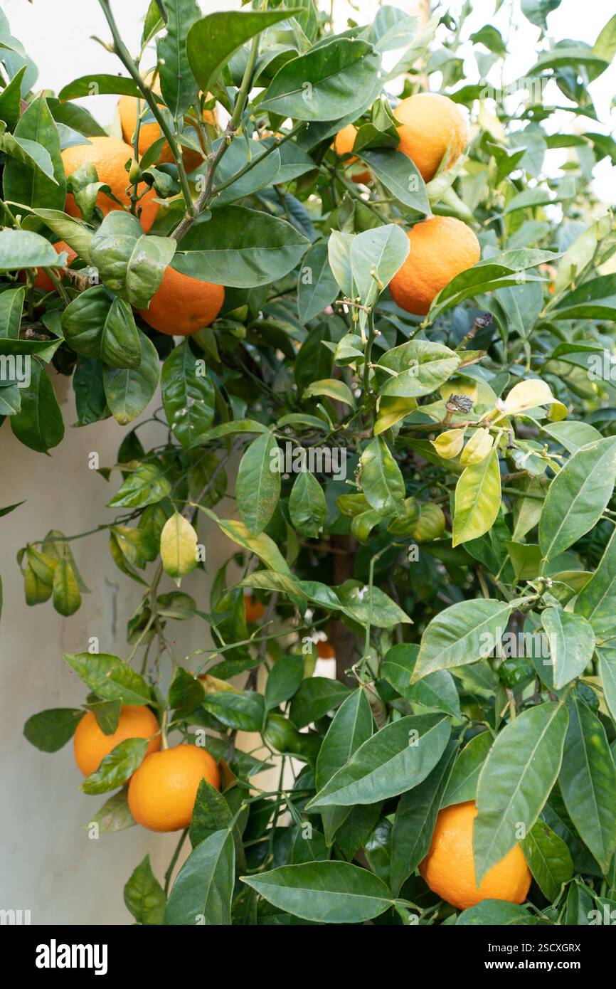 Italy, Naples - Orange tree in the hermitage of the Brigidine nuns ...