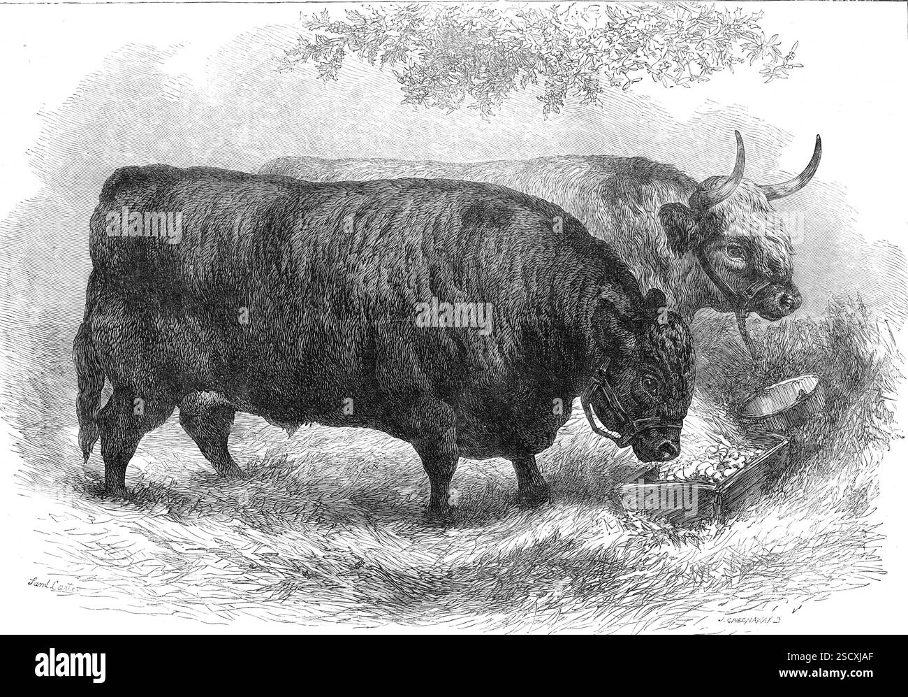 Prize oxen at the Smithfield Club Cattle Show, 1872. 'The...Show, at ...