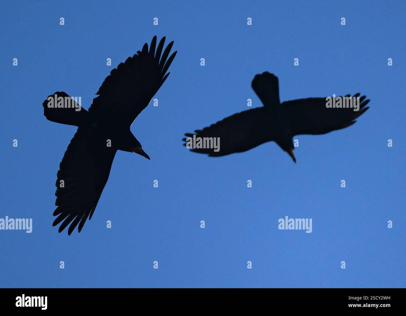 04 February 2025, Brandenburg, Sieversdorf: Rooks (Corvus frugilegus ...