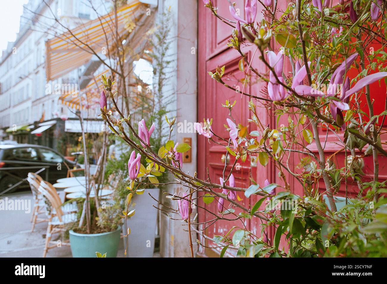 A magnolia tree in bloom on the rue de Fleurus in Paris, France March ...