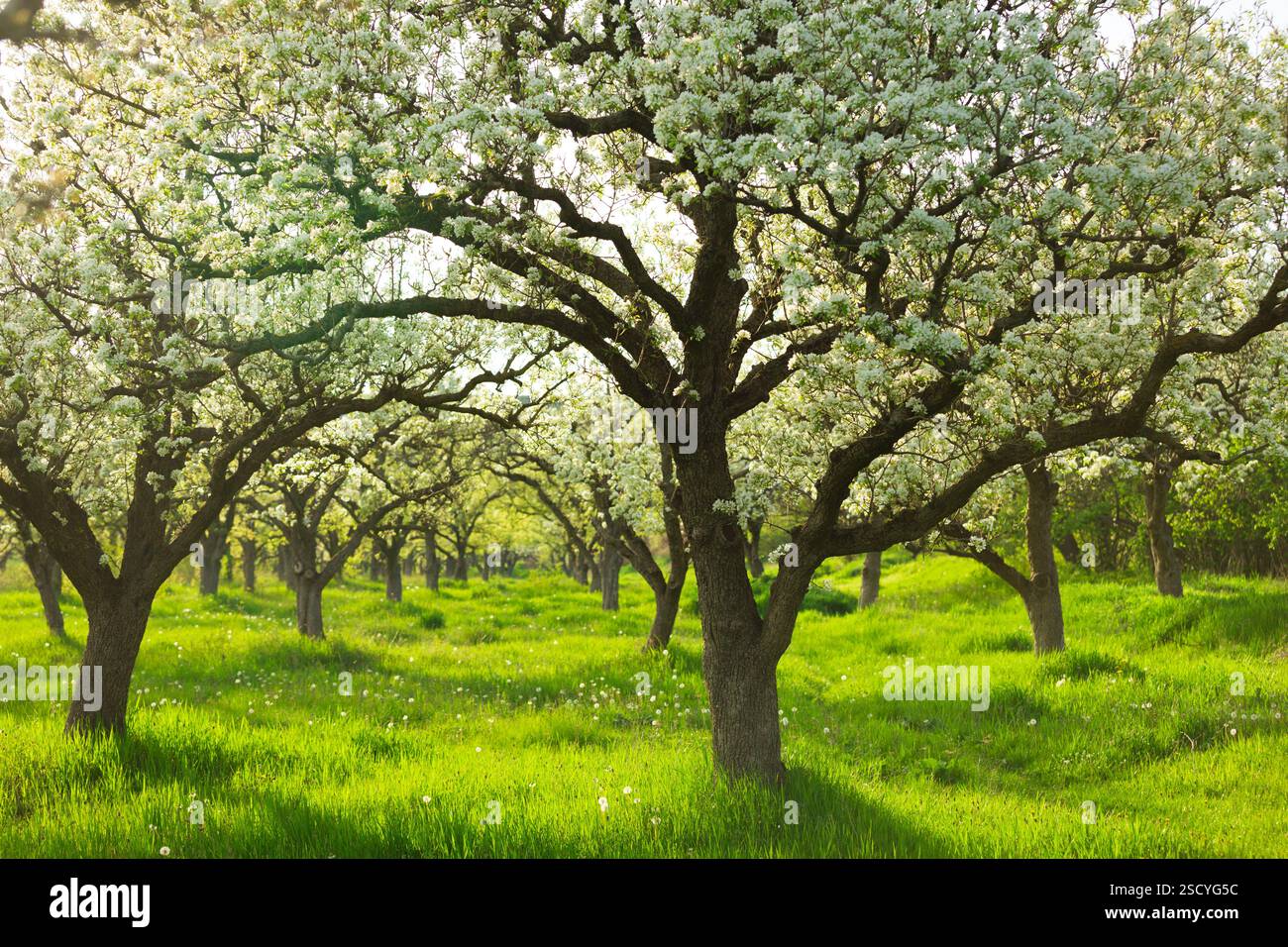 Blossoming pear trees in a lush green orchard during springtime ...