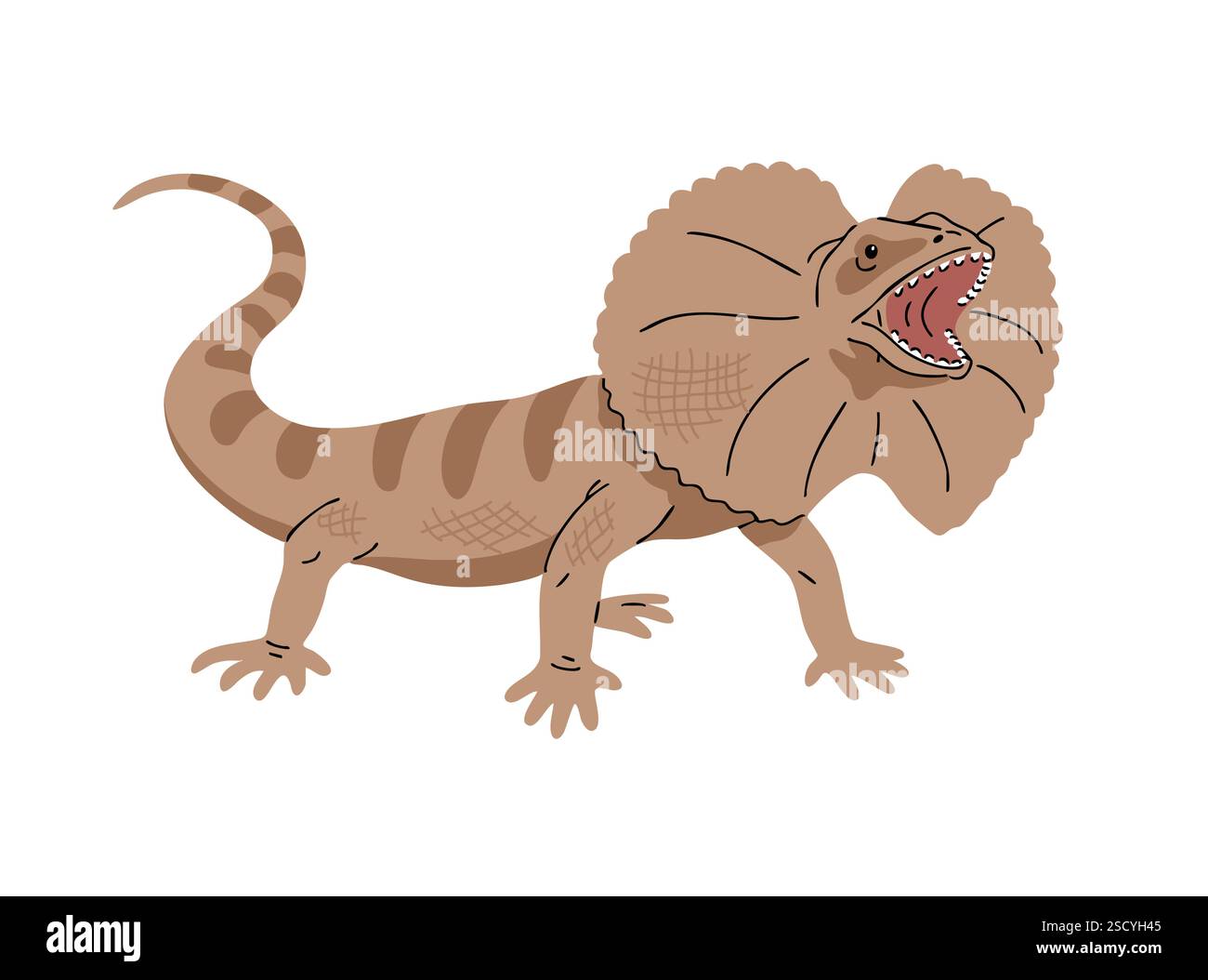 Frilled lizard on white background Stock Vector Image & Art - Alamy