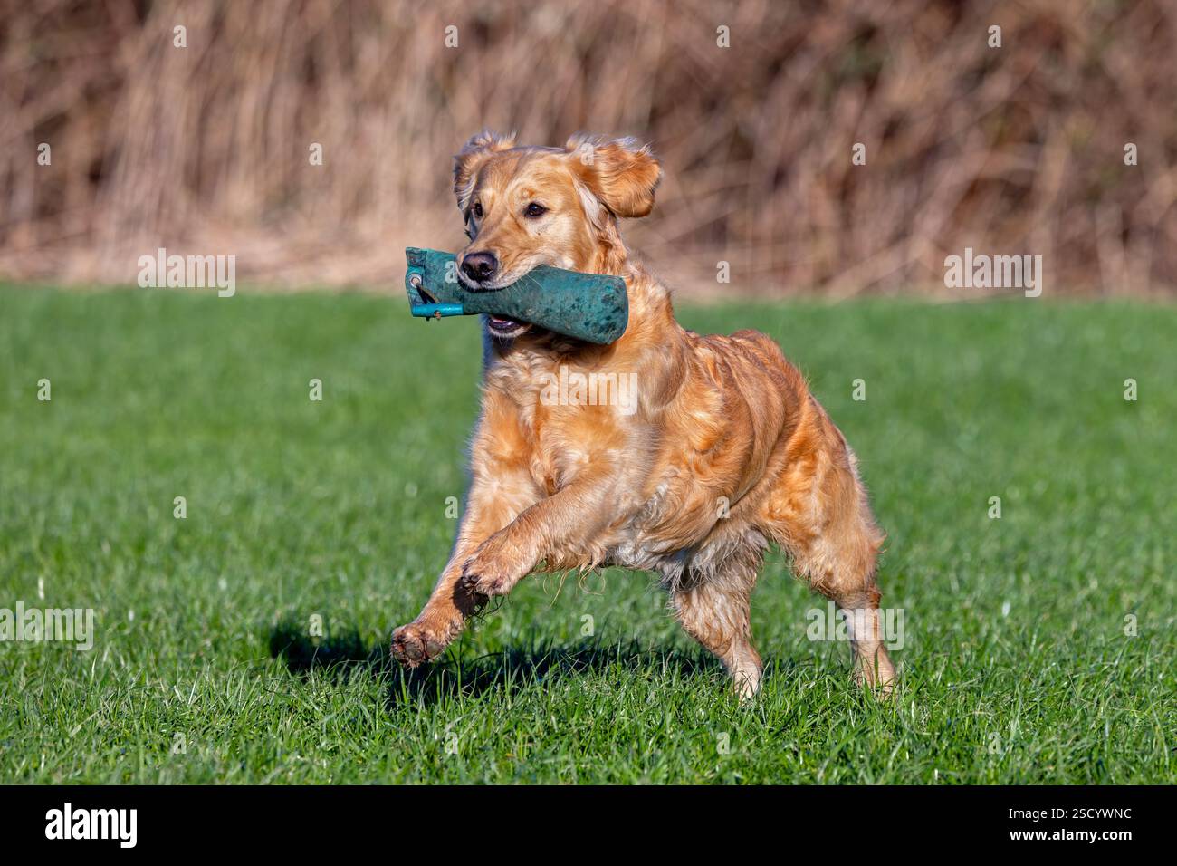 Golden retrievers running on hi-res stock photography and images - Alamy