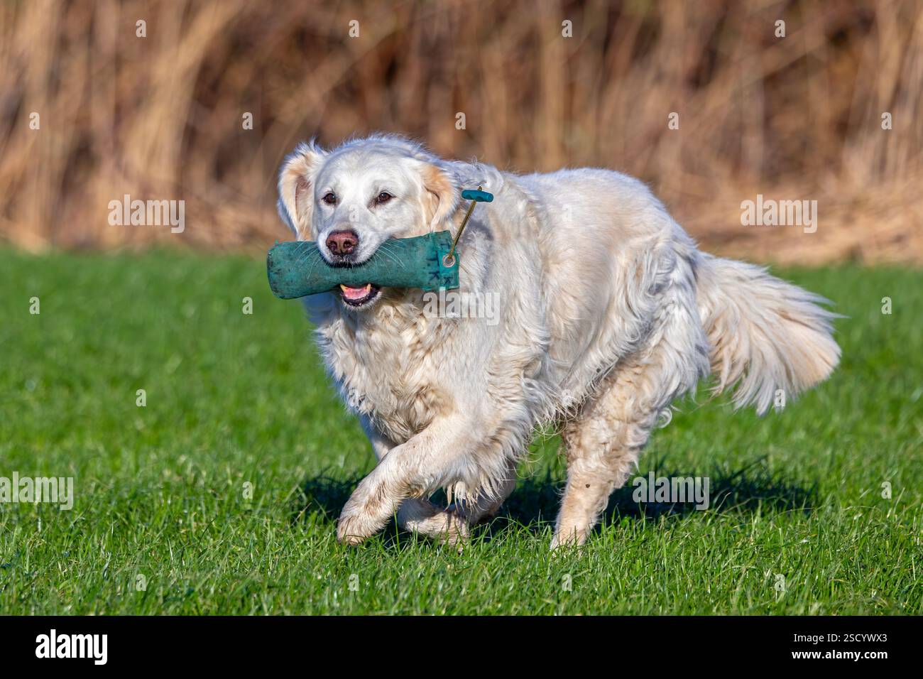 Golden retriever, gun dog with cream coloured coat running with ...
