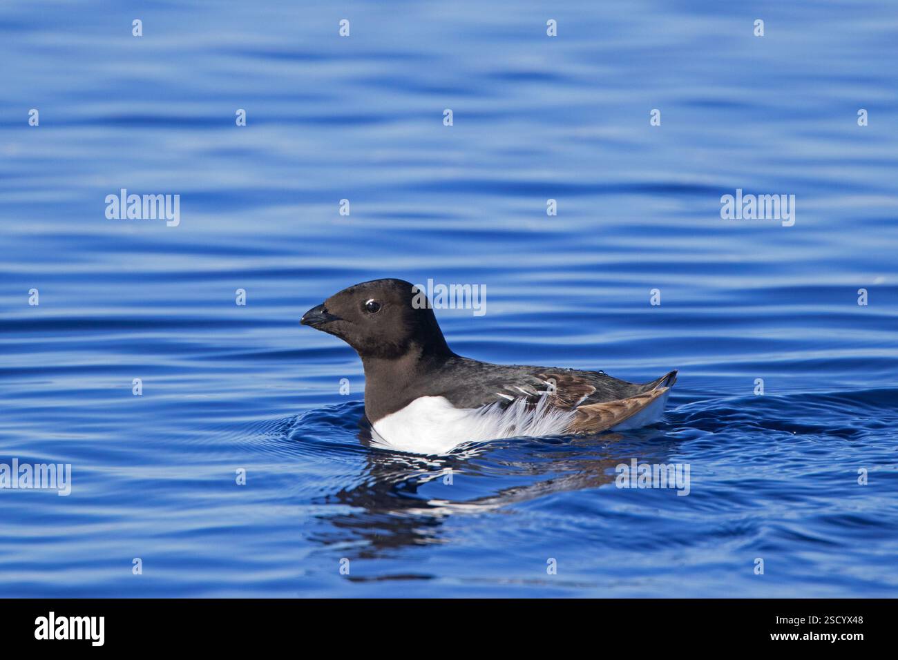 Little auk / dovekie (Alle alle) swimming in the Arctic Ocean, Svalbard ...