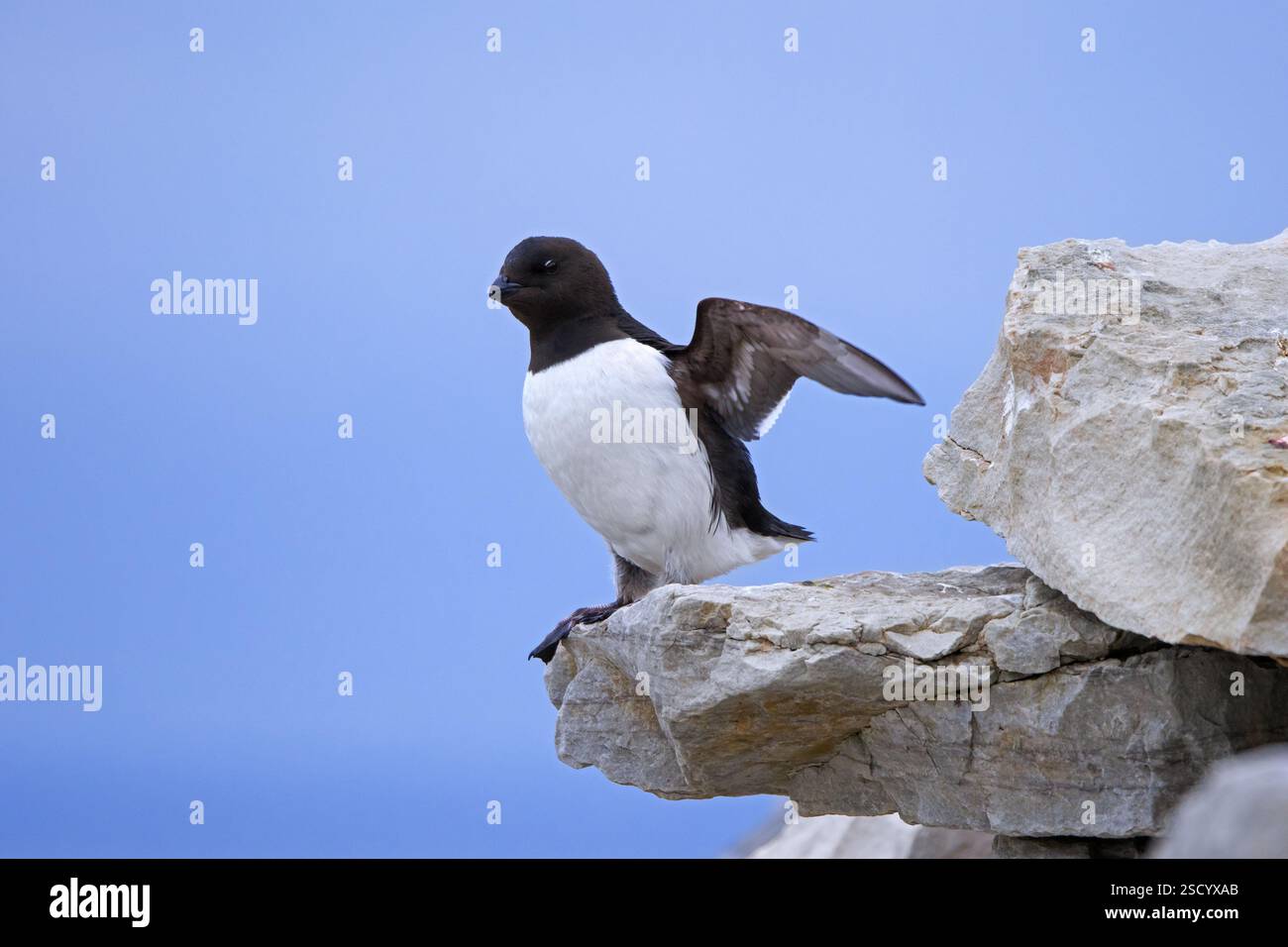 Little auk / dovekie (Alle alle) perched on rock on top of sea cliff ...