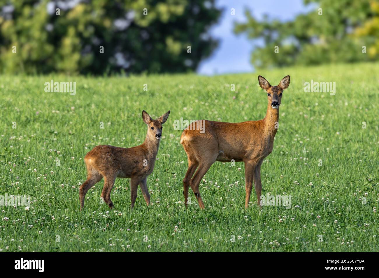 European roe deer (Capreolus capreolus) doe with fawn foraging in ...