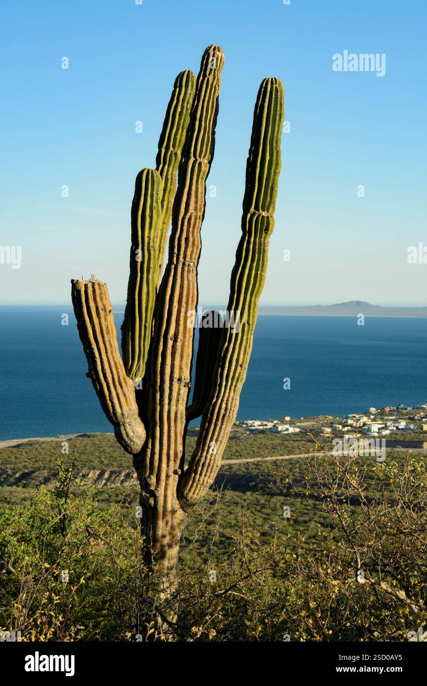 Mexico, Baja California,Ventana bay, El Sargento, Cardon cactus Stock ...