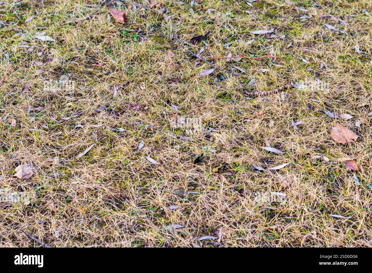 Bumpy grass hi-res stock photography and images - Alamy