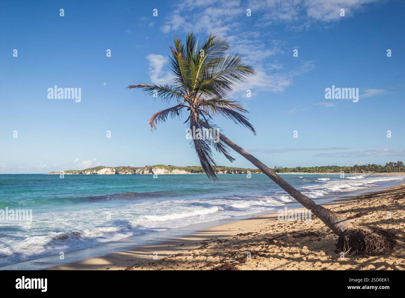 Crooked palm tree in Macao Beach - Punta Cana, Dominican Republic Stock ...