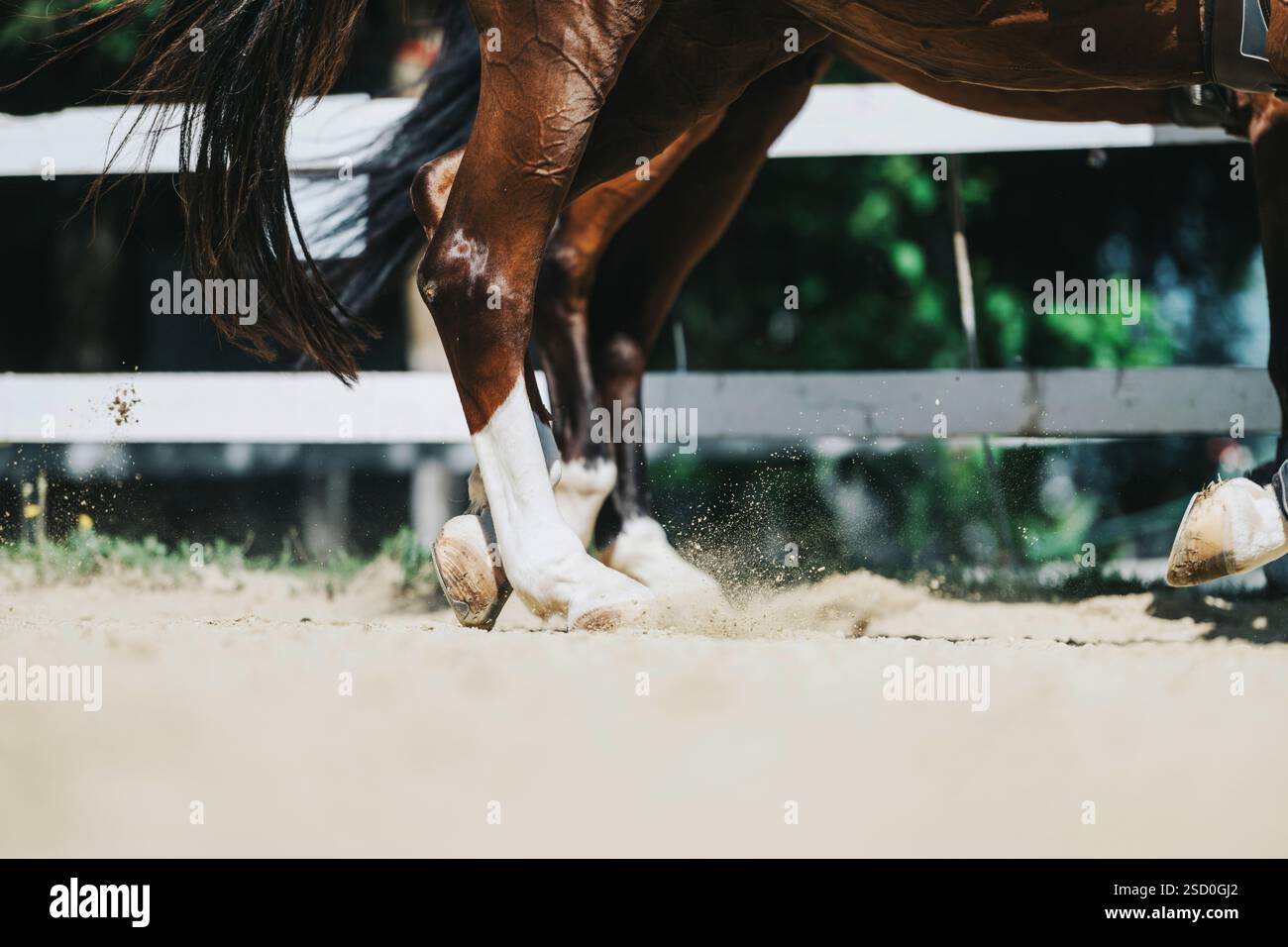 Equestrian horse galloping in a dusty outdoor arena with motion Stock ...