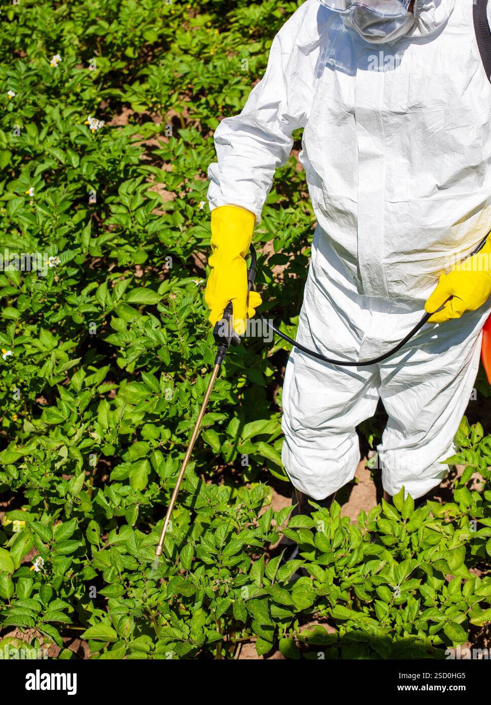 Unrecognizable farmer wearing protective clothing and gloves spraying ...
