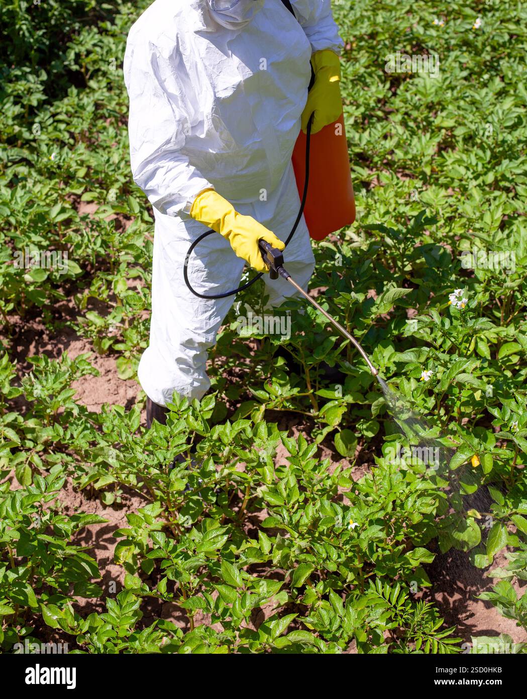 Unrecognizable farmer wearing protective clothing and gloves spraying ...