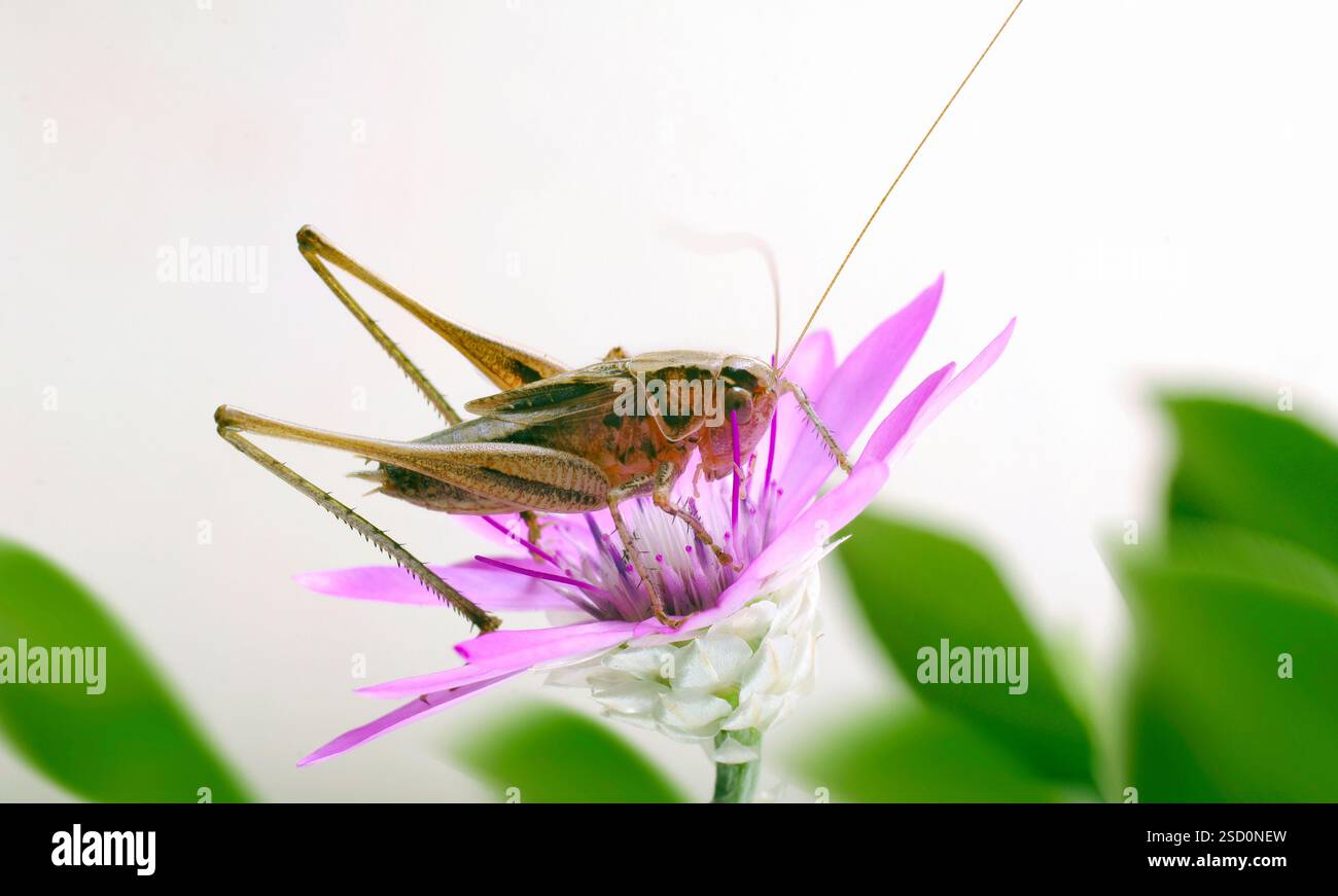 Jumping grasshoppers (lat. Platycleidini) - a tribe of grasshoppers ...