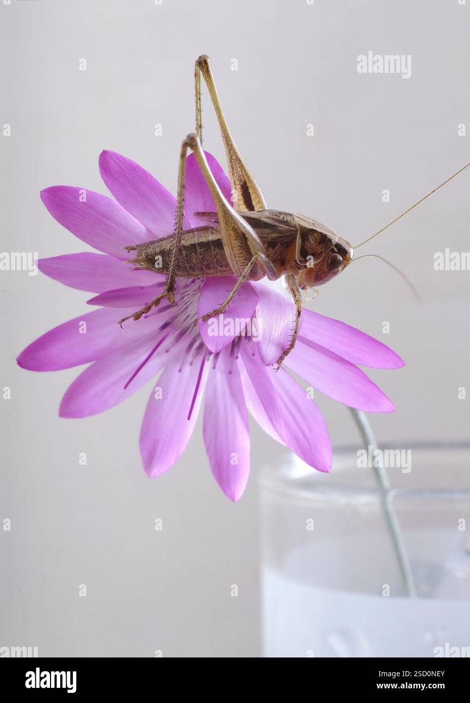 Jumping grasshoppers (lat. Platycleidini) - a tribe of grasshoppers ...