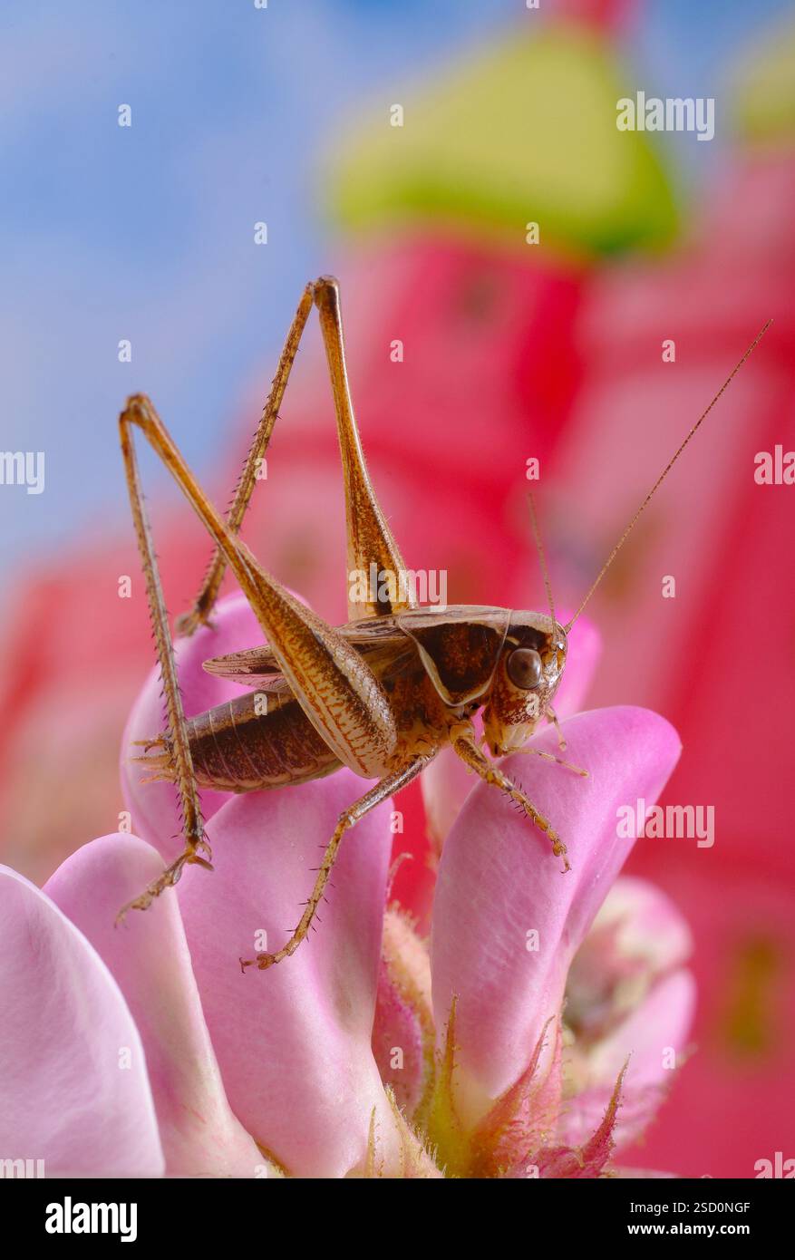 Jumping grasshoppers (lat. Platycleidini) - a tribe of grasshoppers ...