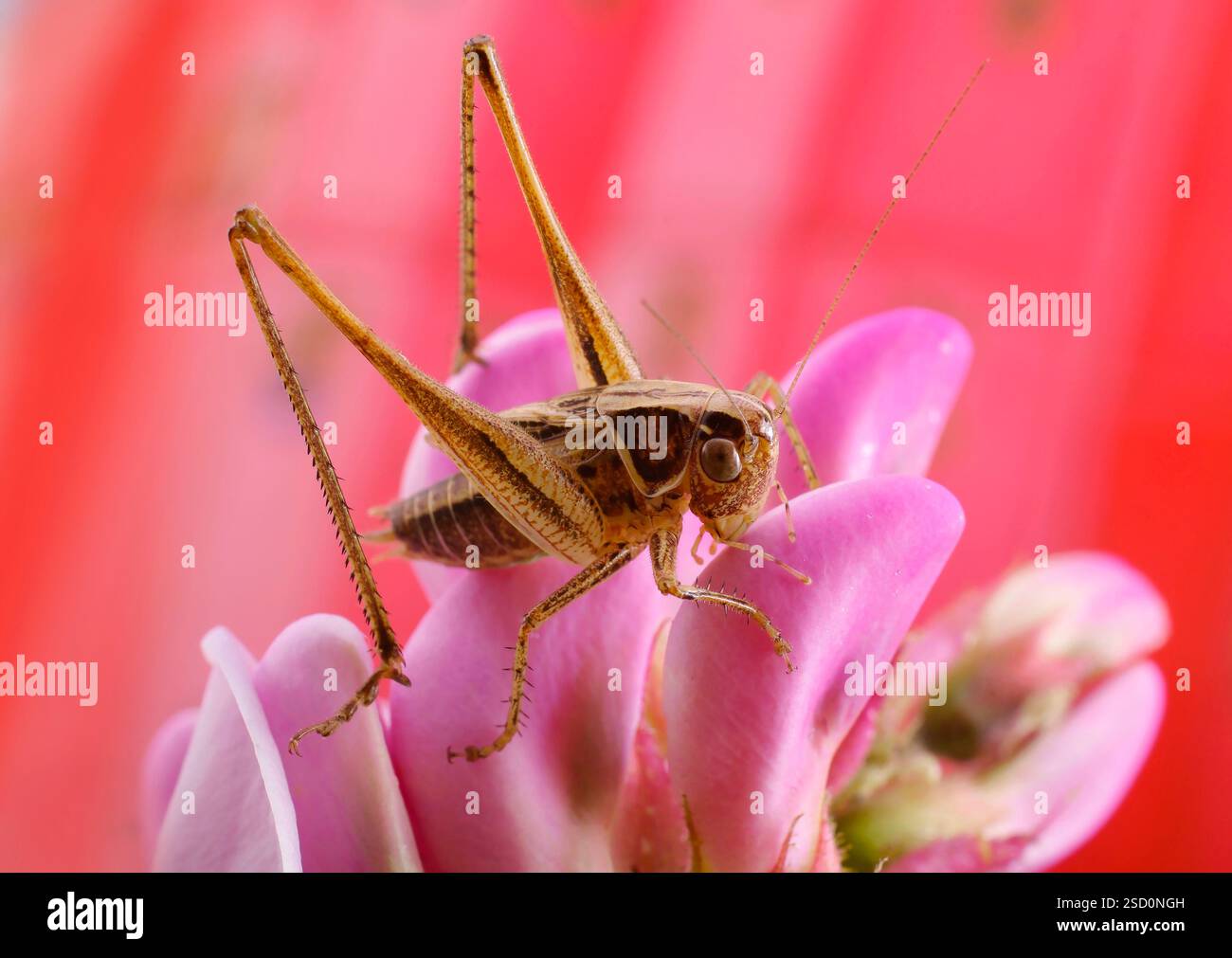 Jumping grasshoppers (lat. Platycleidini) - a tribe of grasshoppers ...