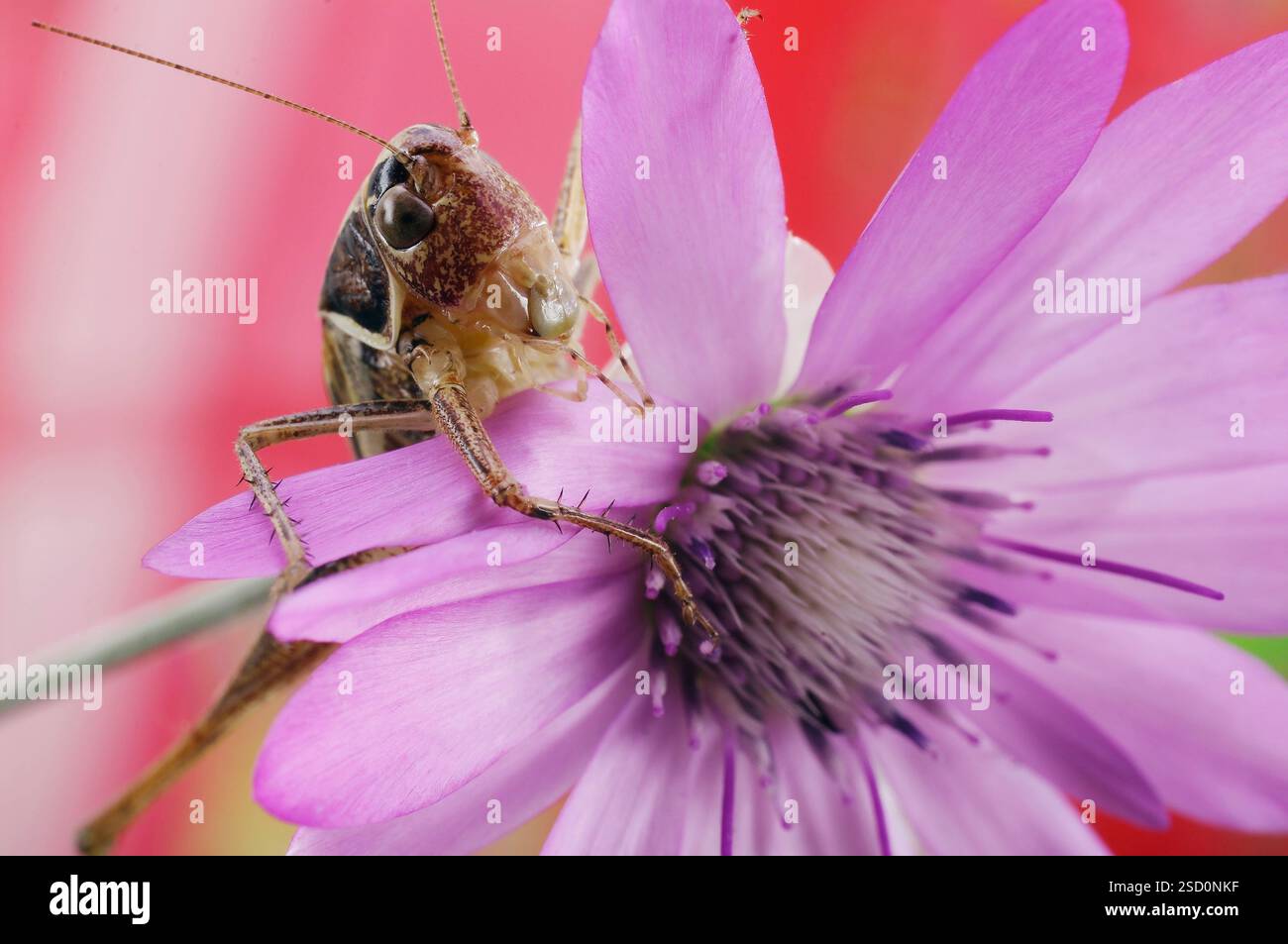 Jumping grasshoppers (lat. Platycleidini) - a tribe of grasshoppers ...