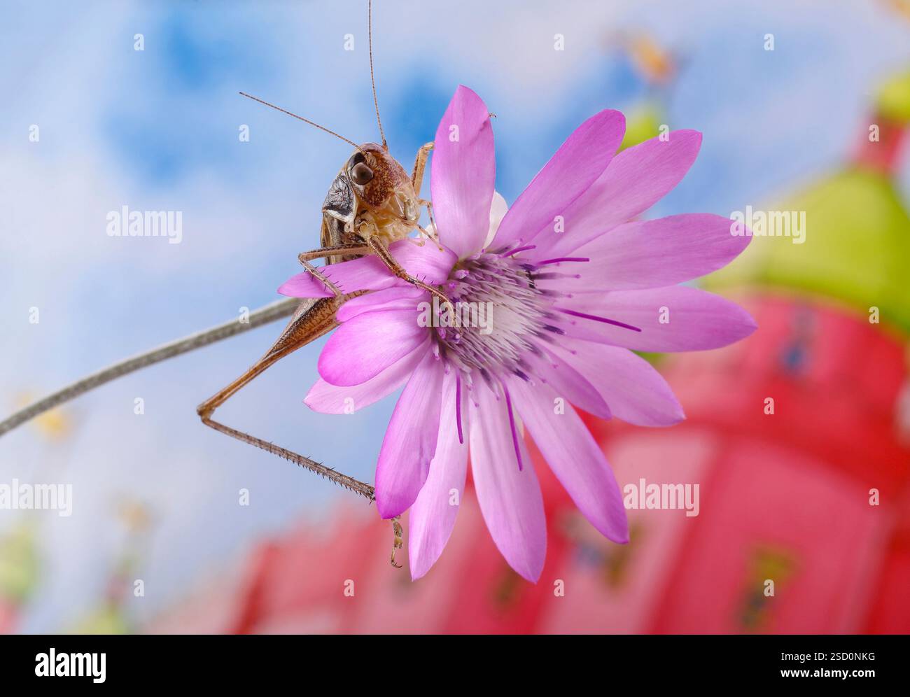 Jumping grasshoppers (lat. Platycleidini) - a tribe of grasshoppers ...