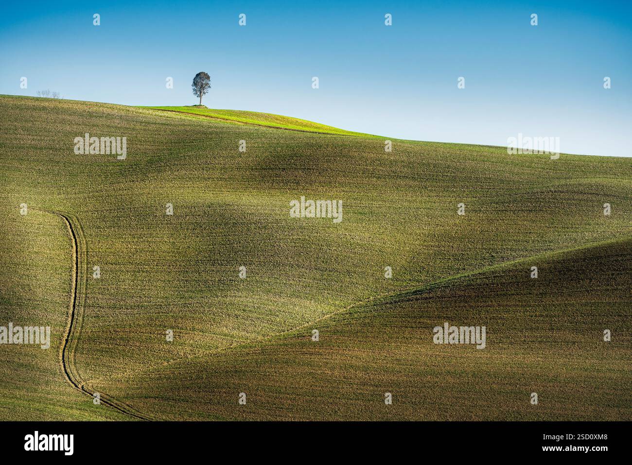 Lonely tree on top of a rolling hill, Tuscan landscape in the ...