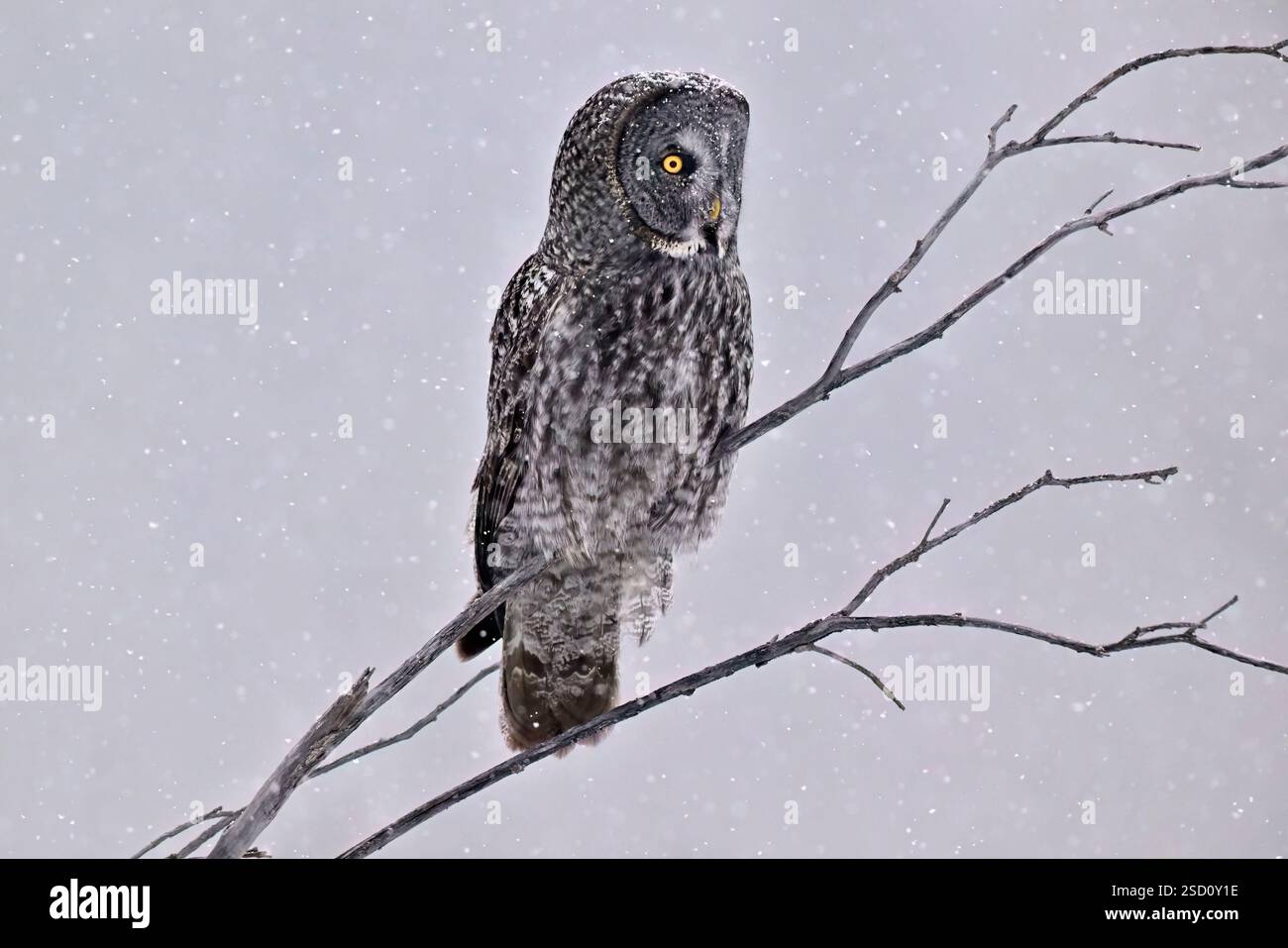 North woods canada winter owl hi-res stock photography and images - Alamy