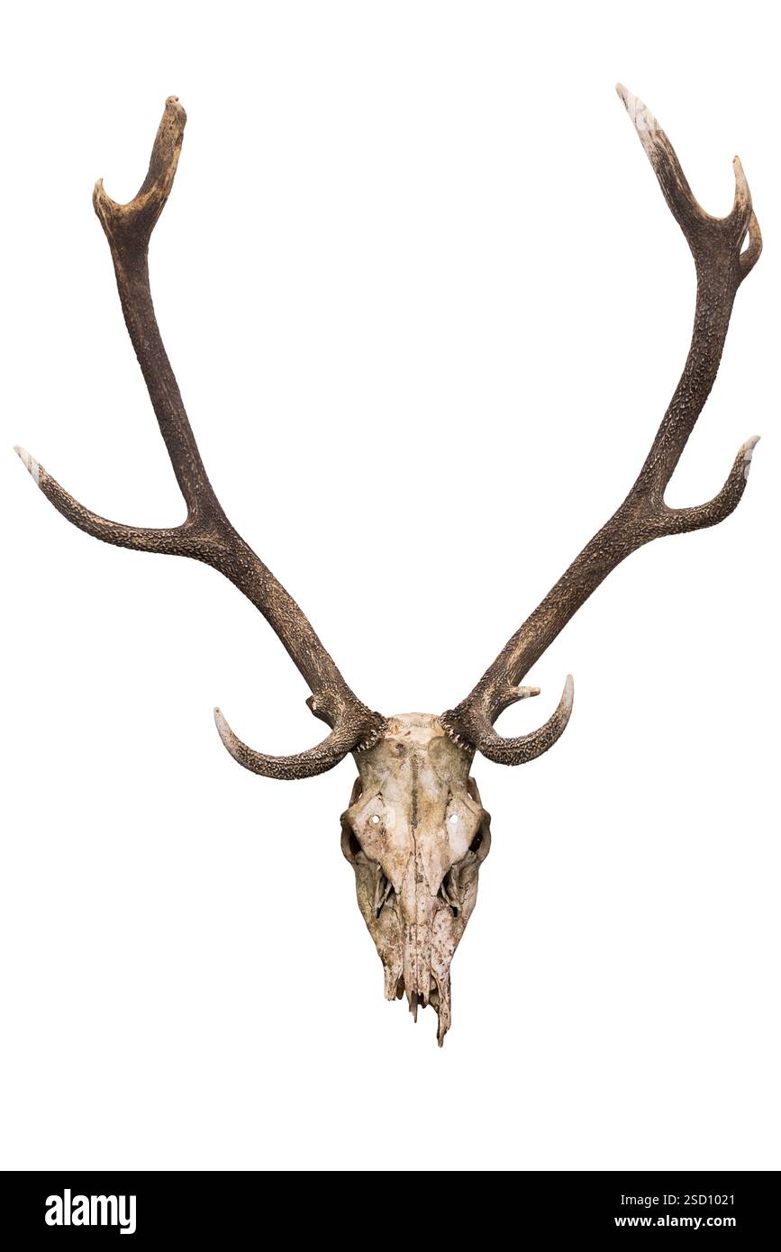 Deer skull with antlers isolated on transparent background Stock Photo ...