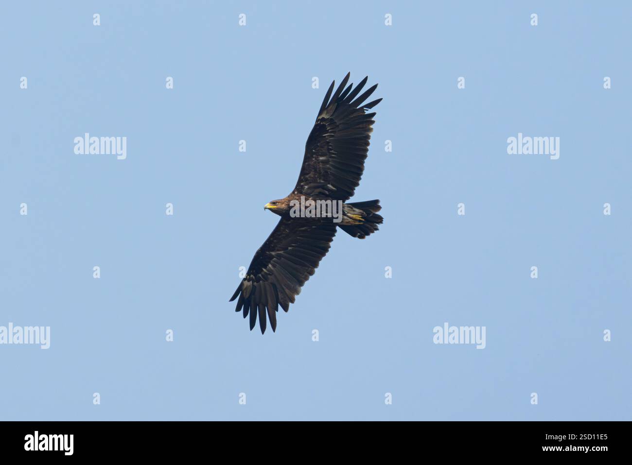 Eagles india hi-res stock photography and images - Alamy