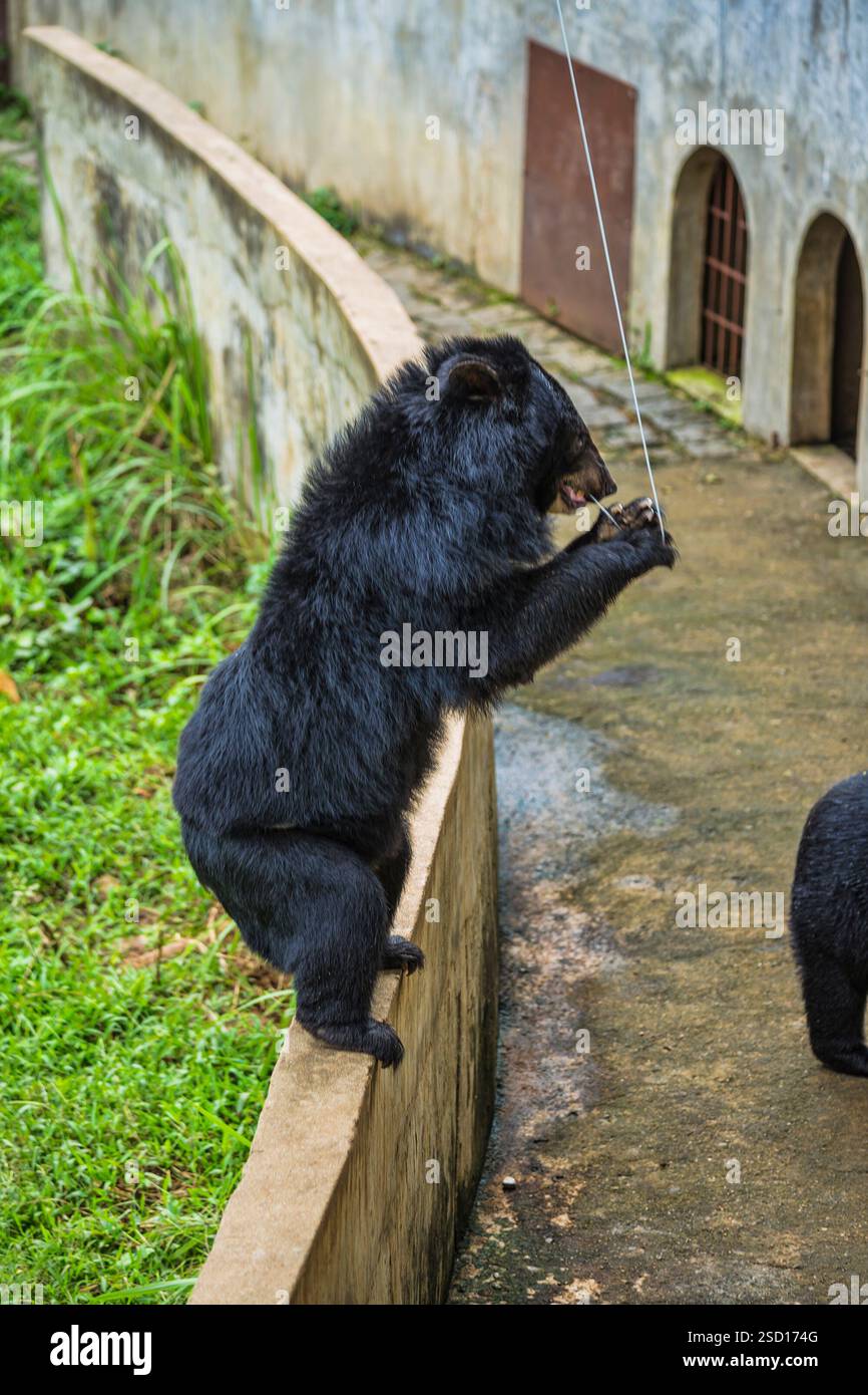 Asiatic black bear, Tibetan black bear, Ursus thibetanus, large ...