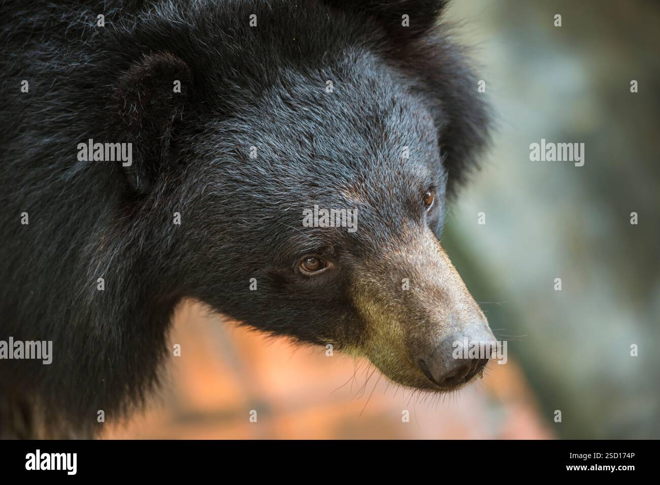 Asiatic black bear, Tibetan black bear, Ursus thibetanus, large ...