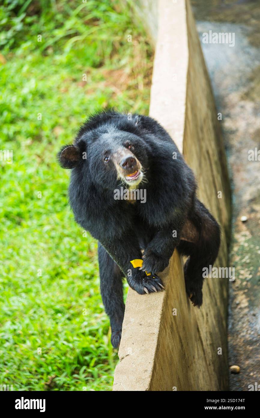 Asiatic black bear, Tibetan black bear, Ursus thibetanus, large ...