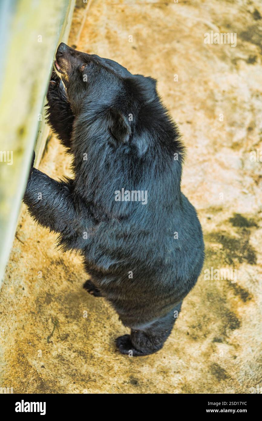 Asiatic black bear, Tibetan black bear, Ursus thibetanus, large ...