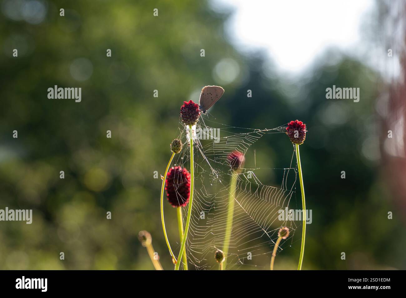 Dark Burnet Blue butterfly (Phengaris nausithous) on a flower in nature ...
