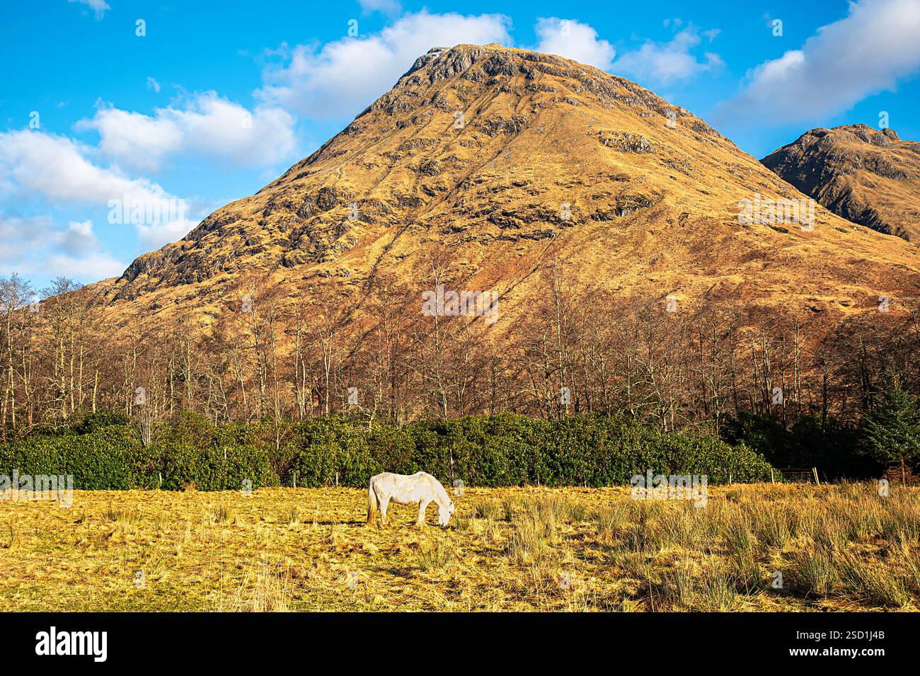 Landscape photography of pasture with white horse, mountains, valley ...