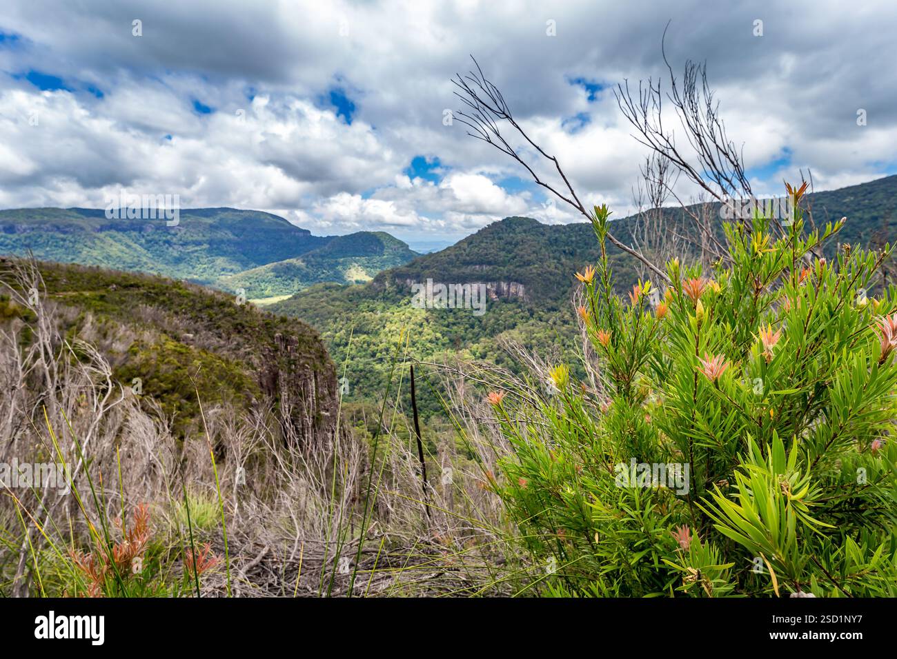 View of Mountains in Binna Burra Section of Lamington National Park ...