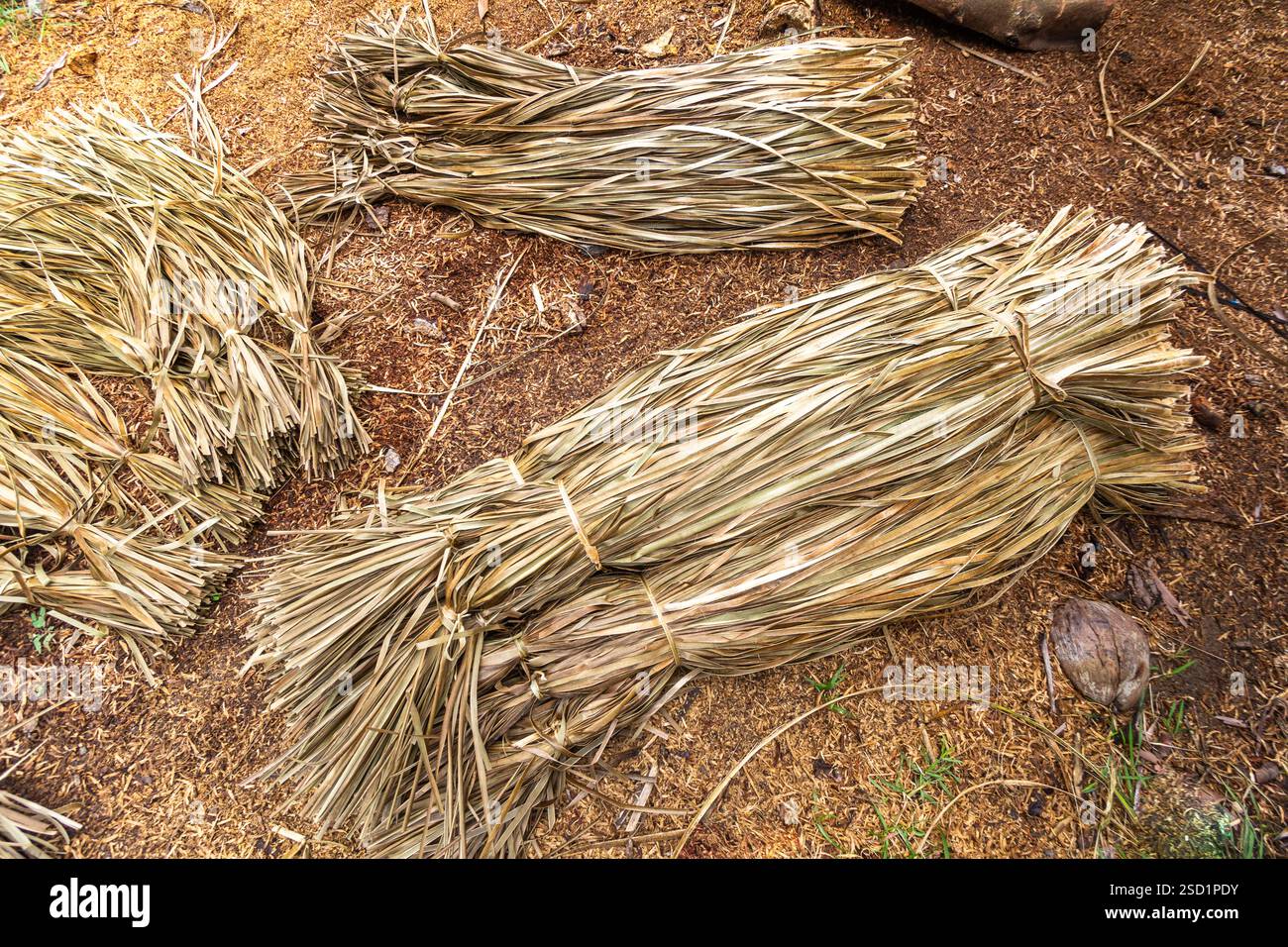 Bundled dried and cut pandanus leaves ready for mat weaving in Bohol ...