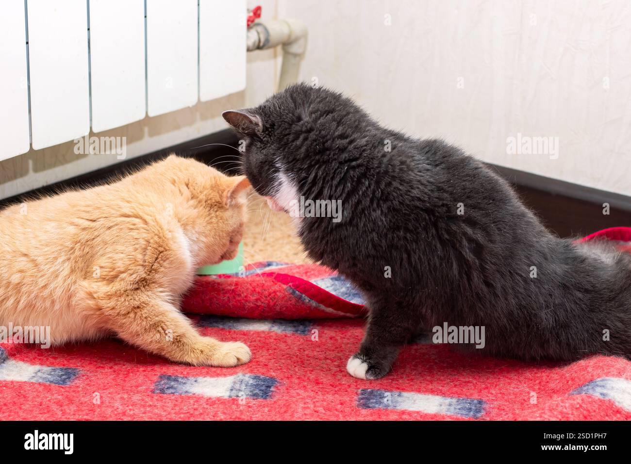 Two playful cats are sniffing each other curiously while sitting on a ...