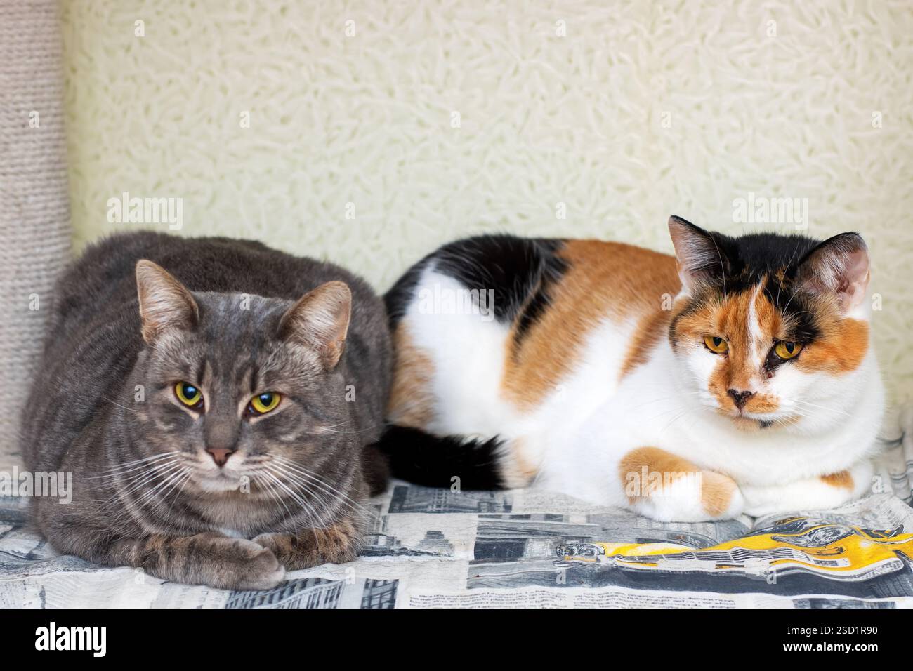Two adorable cats are peacefully laying next to each other on a ...