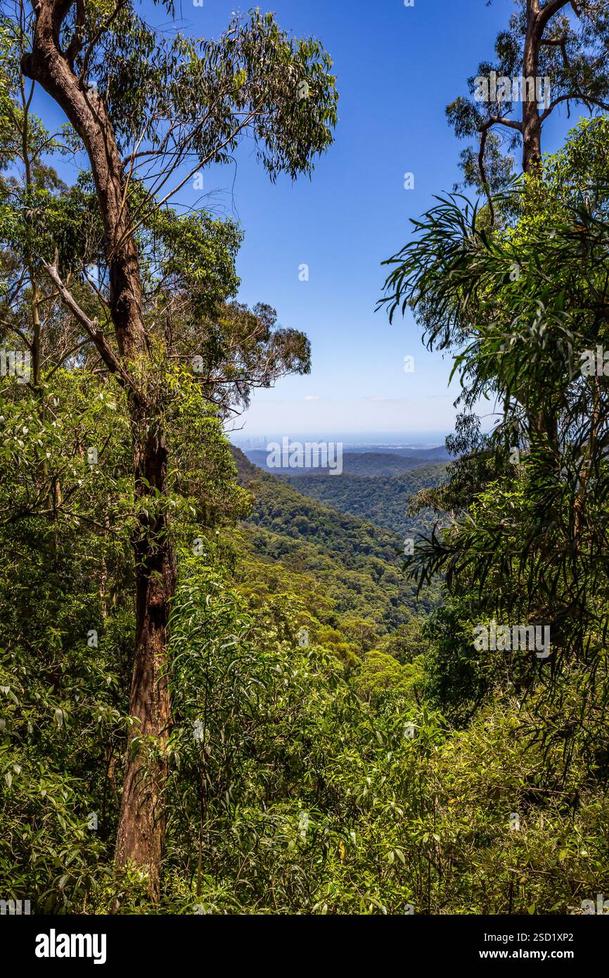 View of Rainforest in Springbrook National Park with the Skyline of ...