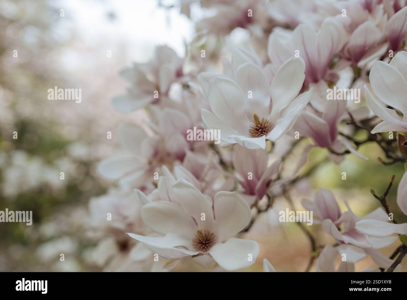Magnolia tree full bloom hi-res stock photography and images - Alamy