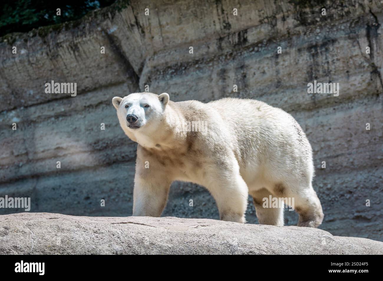 The polar bear walks confidently over rocky terrain in a zoo ...
