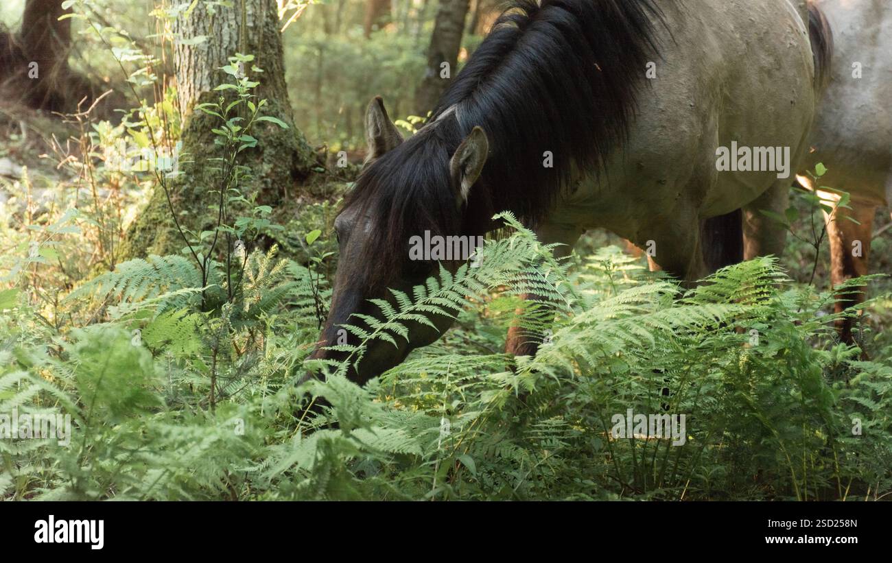 Horses forest background hi-res stock photography and images - Alamy