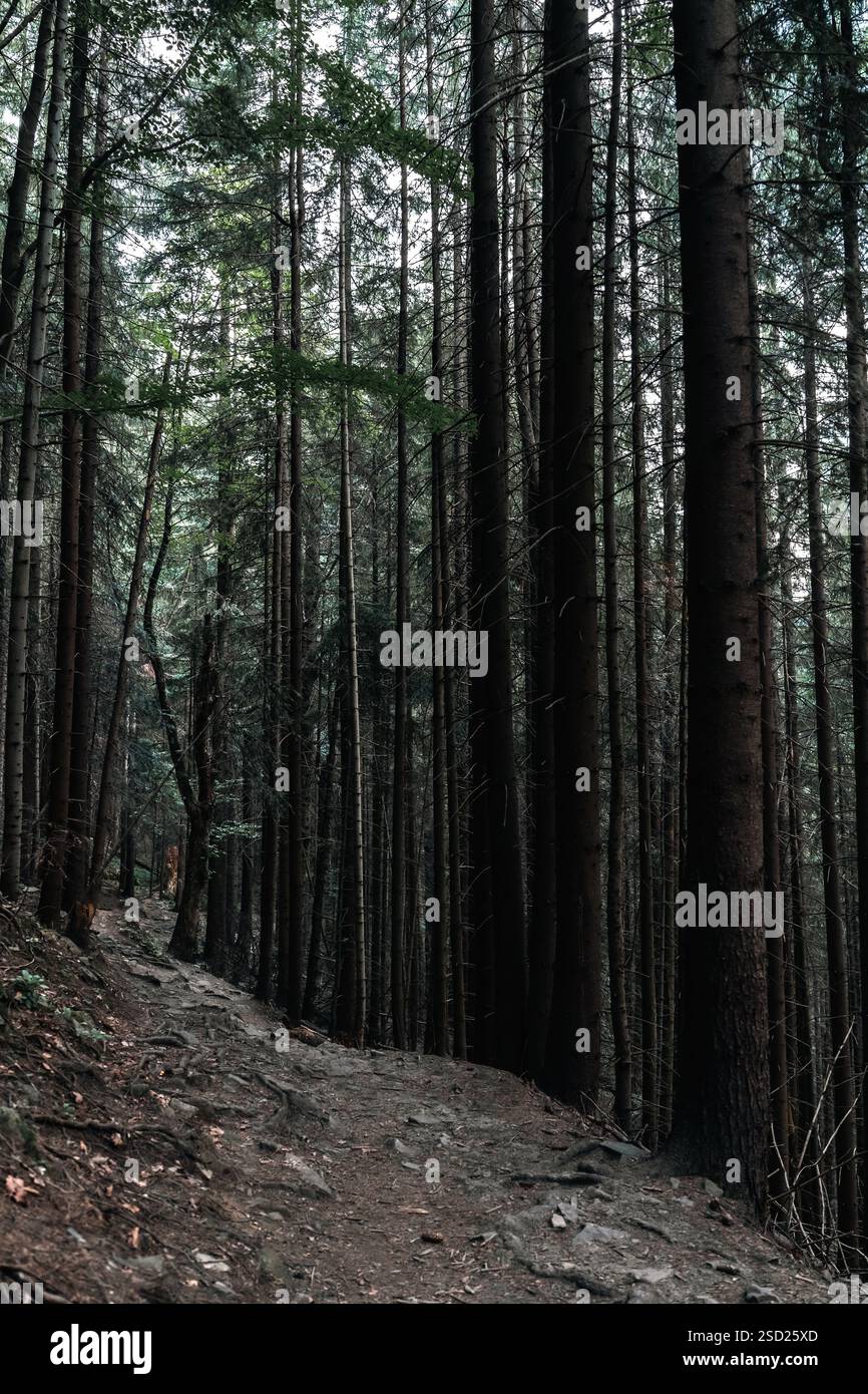 Tall Pines Towering in a Dense Woodland Stock Photo - Alamy
