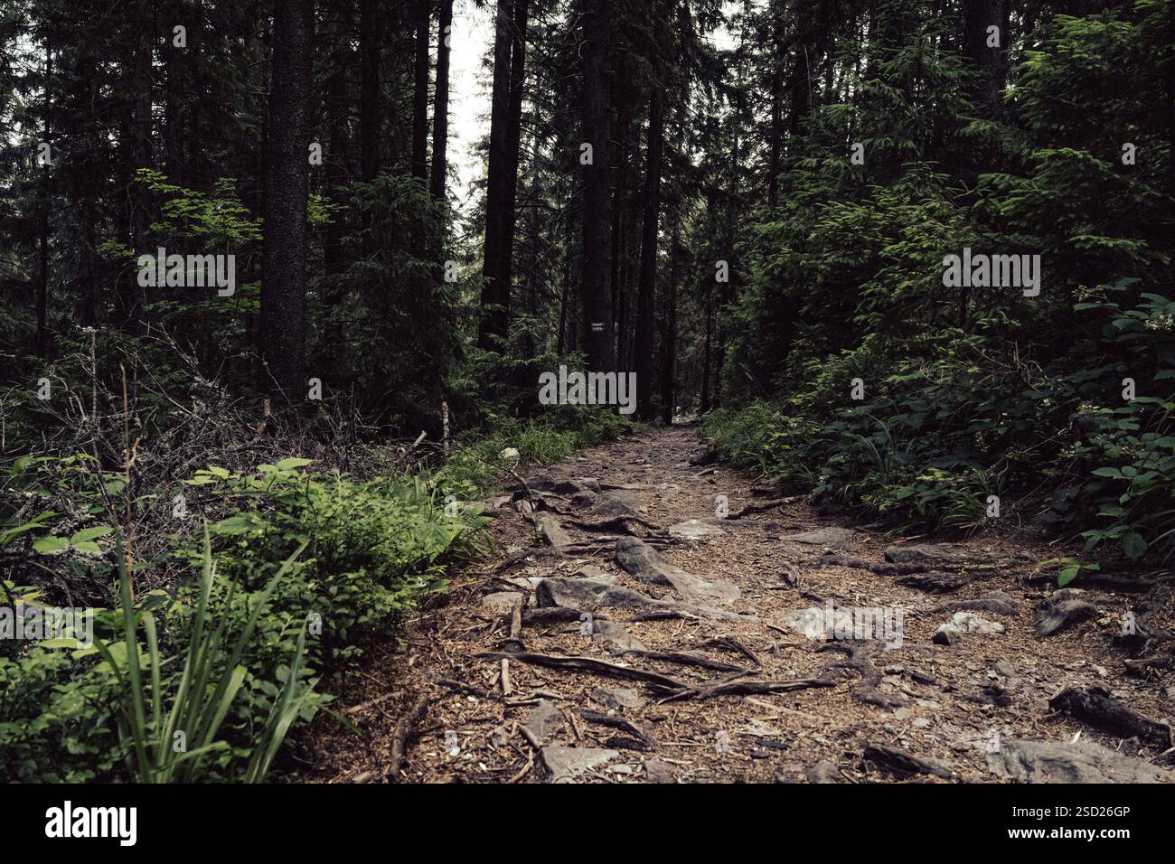 A rugged forest path leads through dense woods, littered with roots and ...