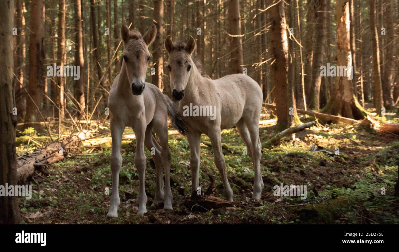 Two foals in the forest Stock Photo - Alamy