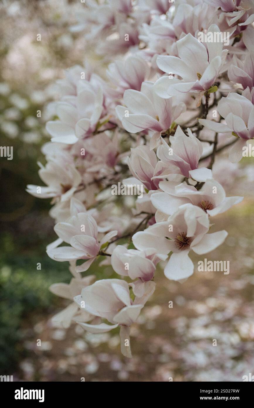 Magnolia tree full bloom hi-res stock photography and images - Alamy