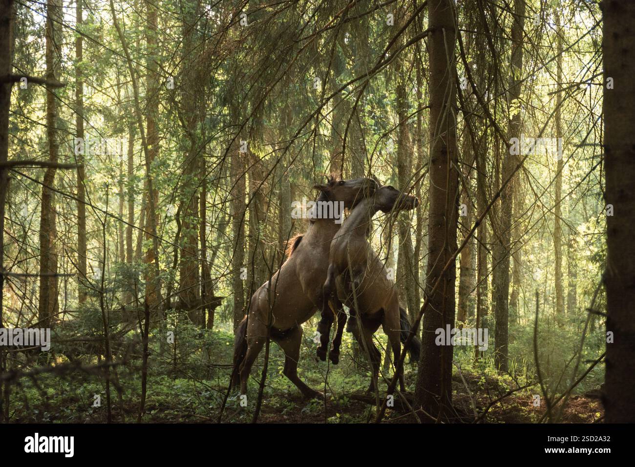 Stallions fighting in the forest Stock Photo - Alamy