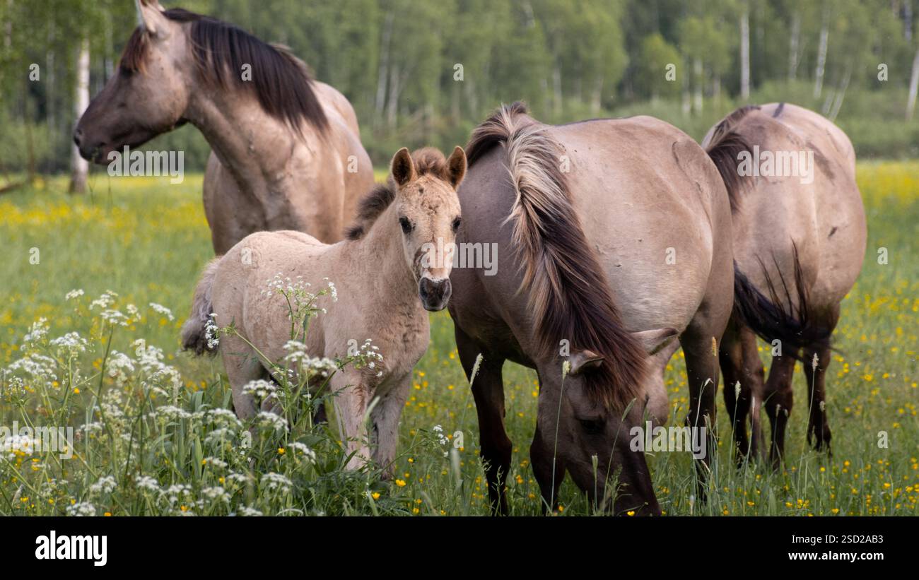 Family of horses in a spring meadow Stock Photo - Alamy